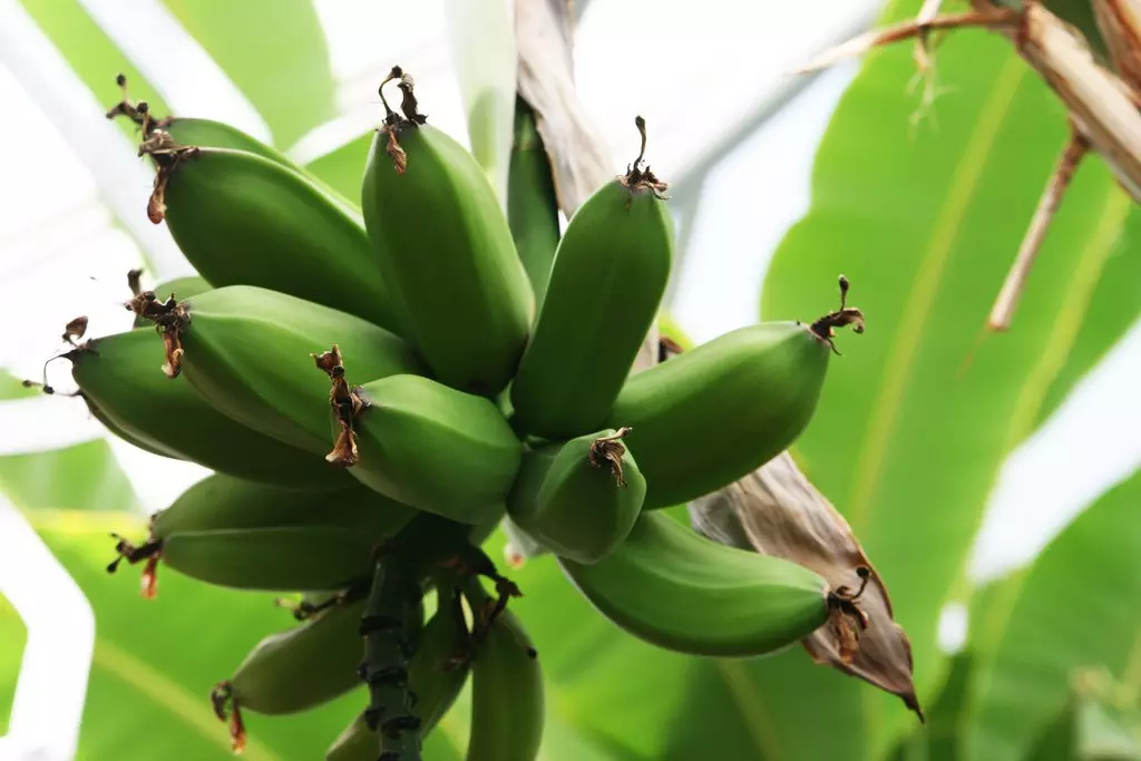 Bananaí ón Íoslainn: Miracle Northern