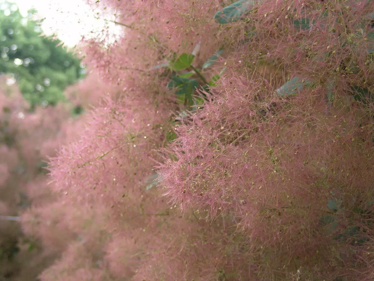 Tree Smoky bloomed sa Ghairdín Botanical Ollscoil Stáit Moscó