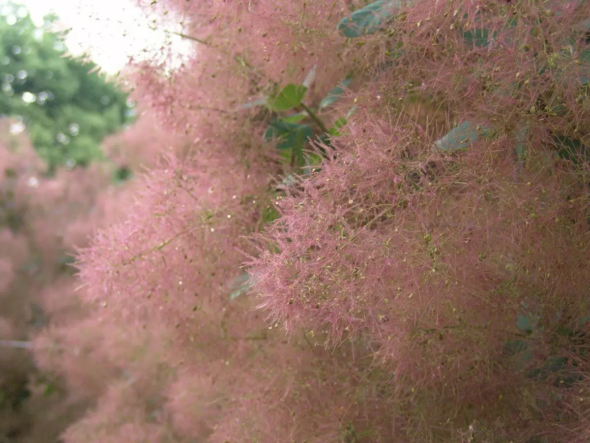 Smoky Tree a înflorit în Grădina Botanică a Universității de Stat din Moscova