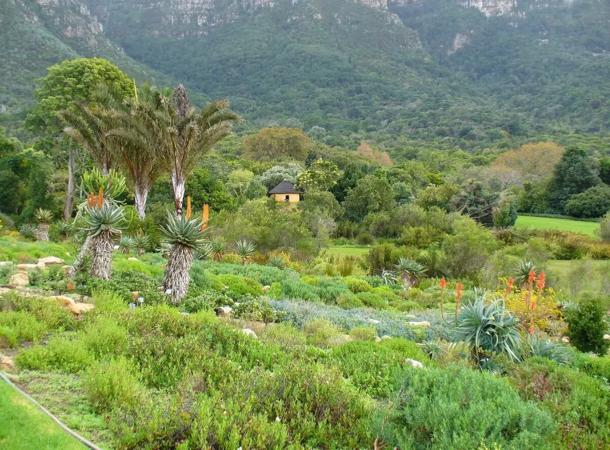 Aloe Garden di Cape Town (Afrika Selatan)