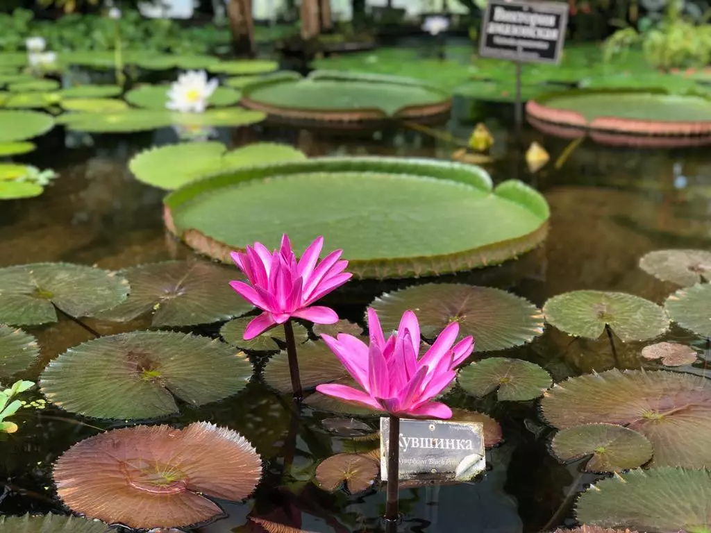 Déi gréisste Waasserwéi op der Welt bléie sech am botanesche Gaart vum Moskau State University August 25