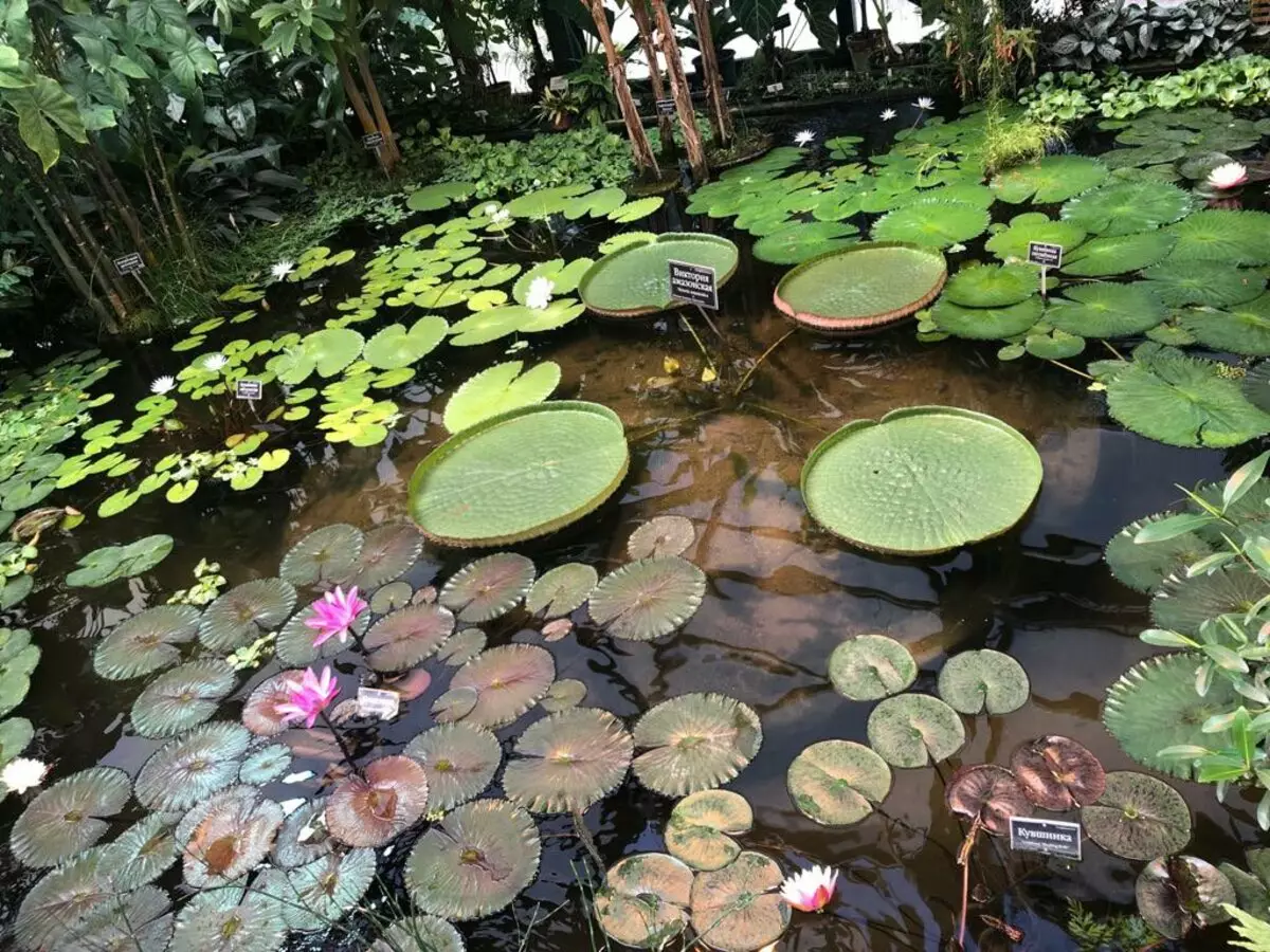 இராட்சத விக்டோரியா. மருந்து garden.jpg.