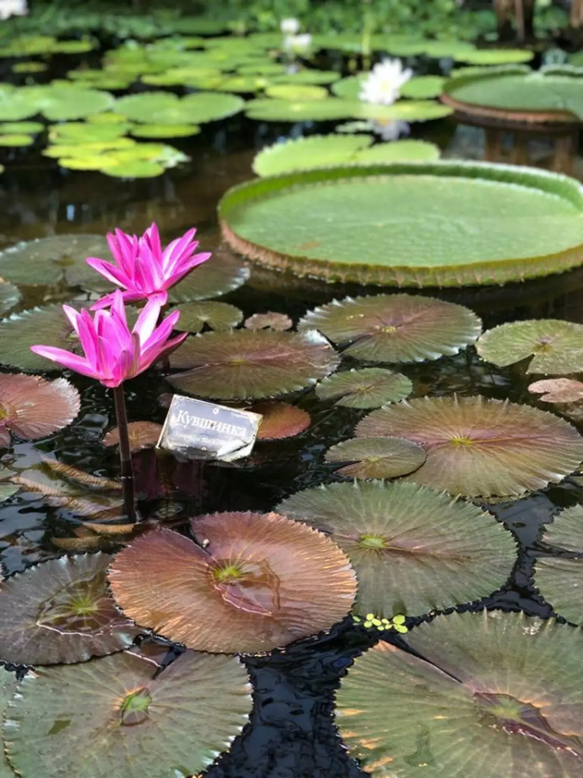 विशाल विक्टोरिया। फार्मास्युटिकल गार्डन