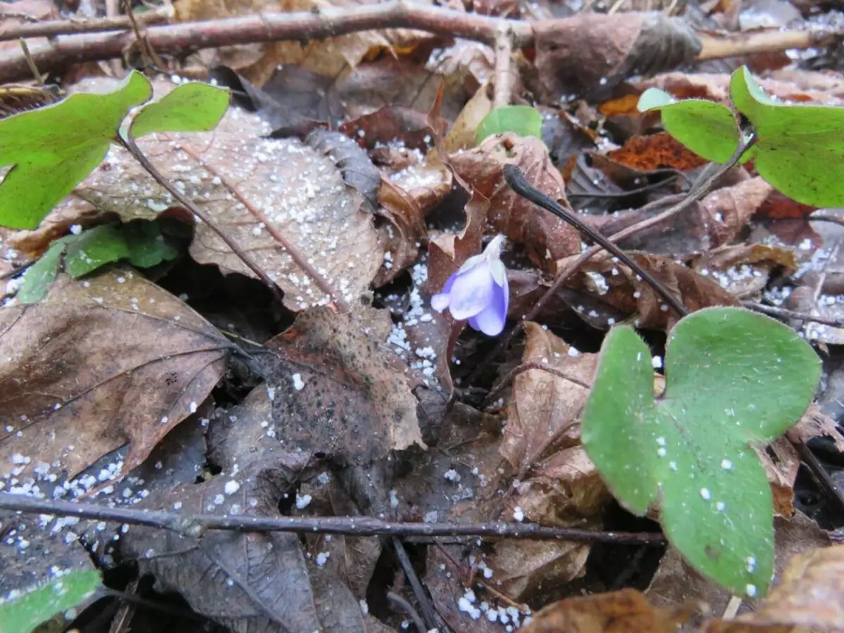 Abans del previst: Snowdrops floració a Bielorússia