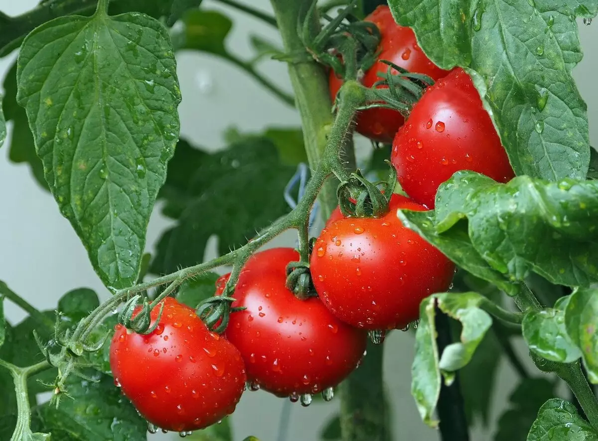 西紅柿，西紅柿，Pixabay