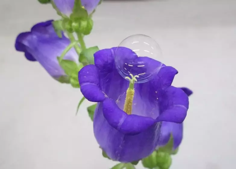 日本人發明了用肥皂泡沫授予鮮花的方法