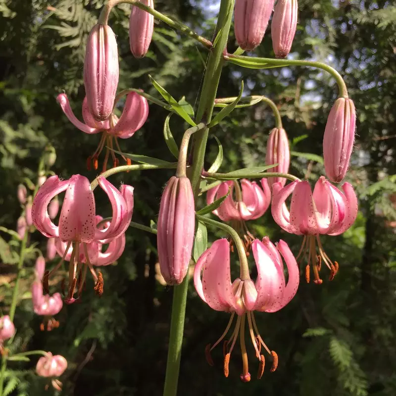 Lily mierne kvitnú v botanickej záhrade Moskvy štátnej univerzity