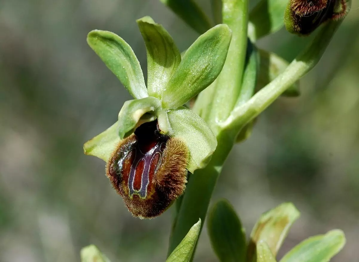Ophrys_sphegodes, _dover_1.jpg