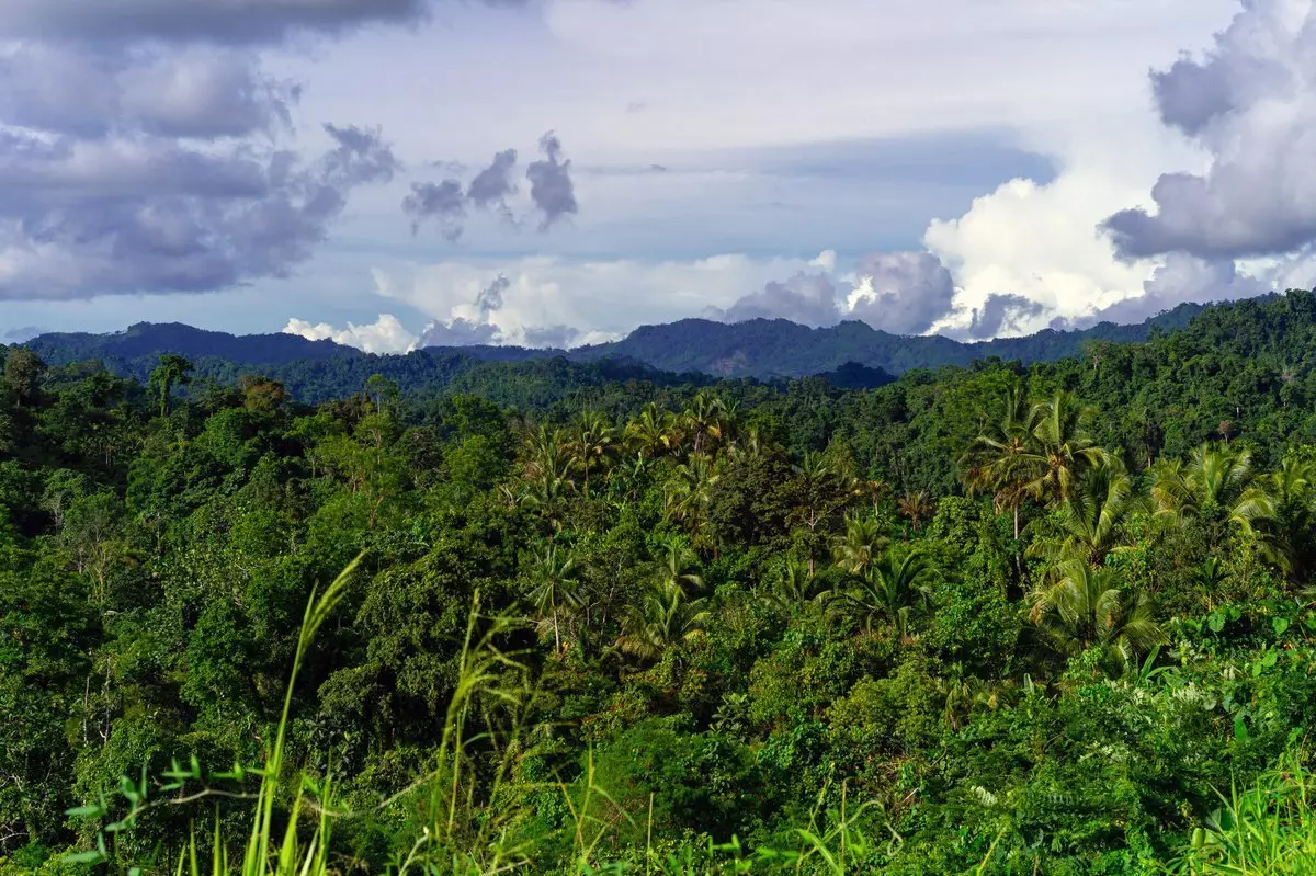 Шинэ Гвиней нь дэлхийн хамгийн баян арлын флоратай