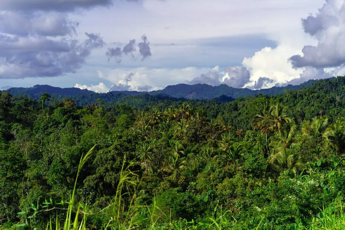 New Guinea ມີຫຼາຍທີ່ສຸດຂອງພືດເກາະອຸດົມສົມບູນໃນໂລກ