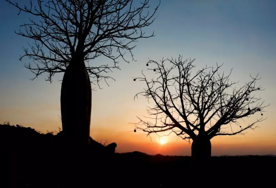 Awstraliýanyň gyrnak Tree: baobab taryhynda