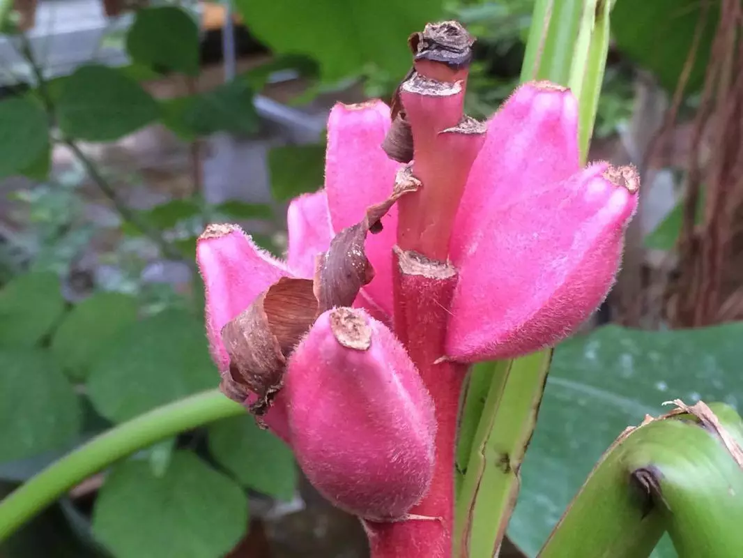 Vaaleanpunaiset banaanit kypsät "farmaseuttinen puutarha"
