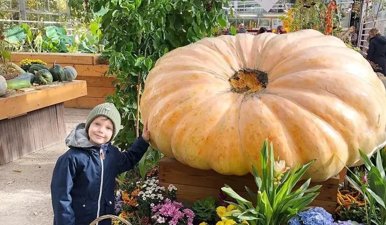 Den største gresskaret i Russland vil bli vist i den botaniske hagen til Moskva State University