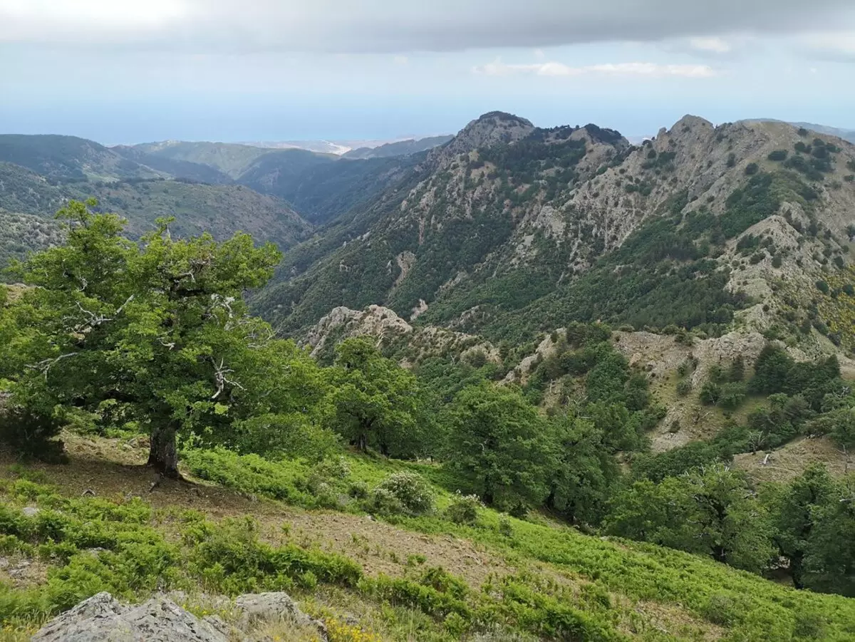 In Italy, determined the oldest tree of temperate climate