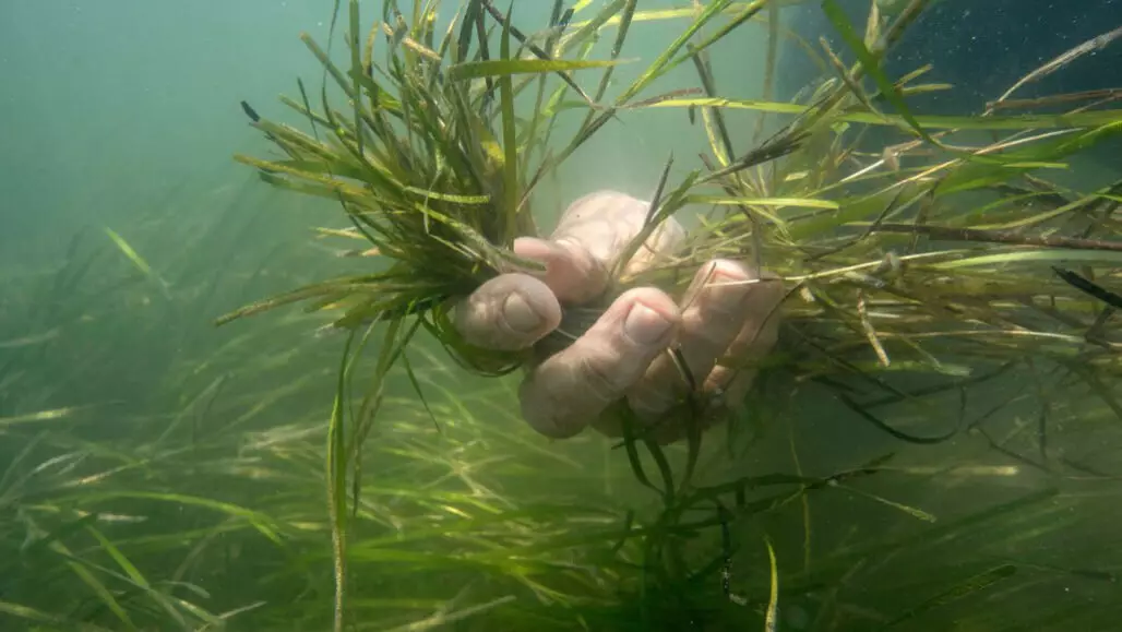 Mořské bylinky jsou ideální pro obnovu ekosystémů. Jejich miliony jsou vysazeny z pobřeží Spojených států