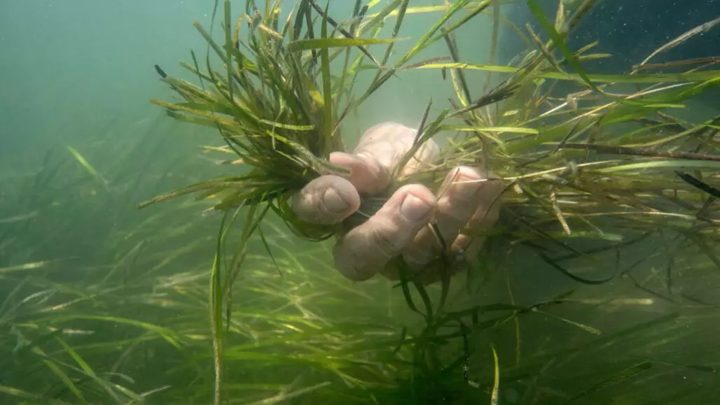 Sea herbs are ideal for recovering ecosystems. Their millions are planted off the coast of the United States