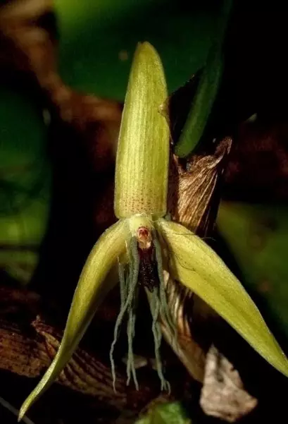 Esiqhingini, iBrithani eNtsha ikhula i-orchid, ehlakazayo kuphela ebusuku
