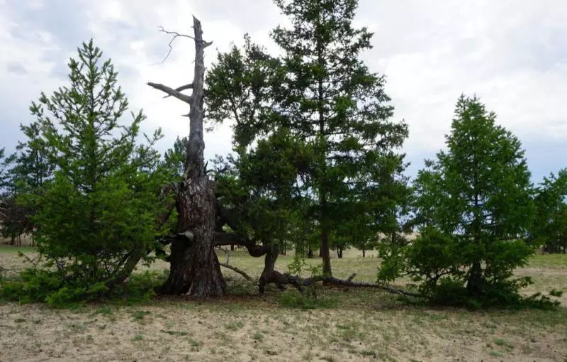 5 arbres més antics a Rússia