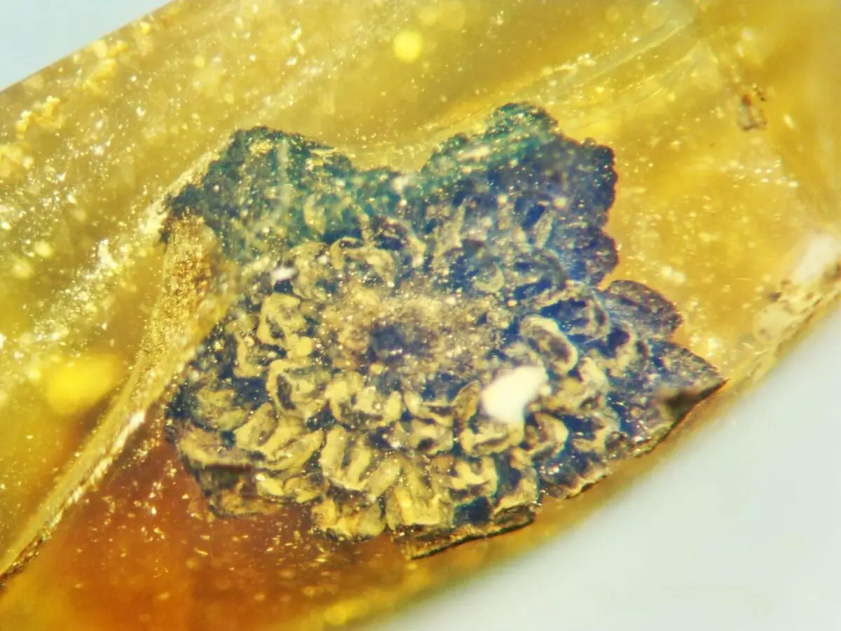 I le Burmese Amber, maua se fugalaʻau ma le tausaga o 100 miliona tausaga