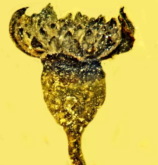 Valviloculus Persistaminis