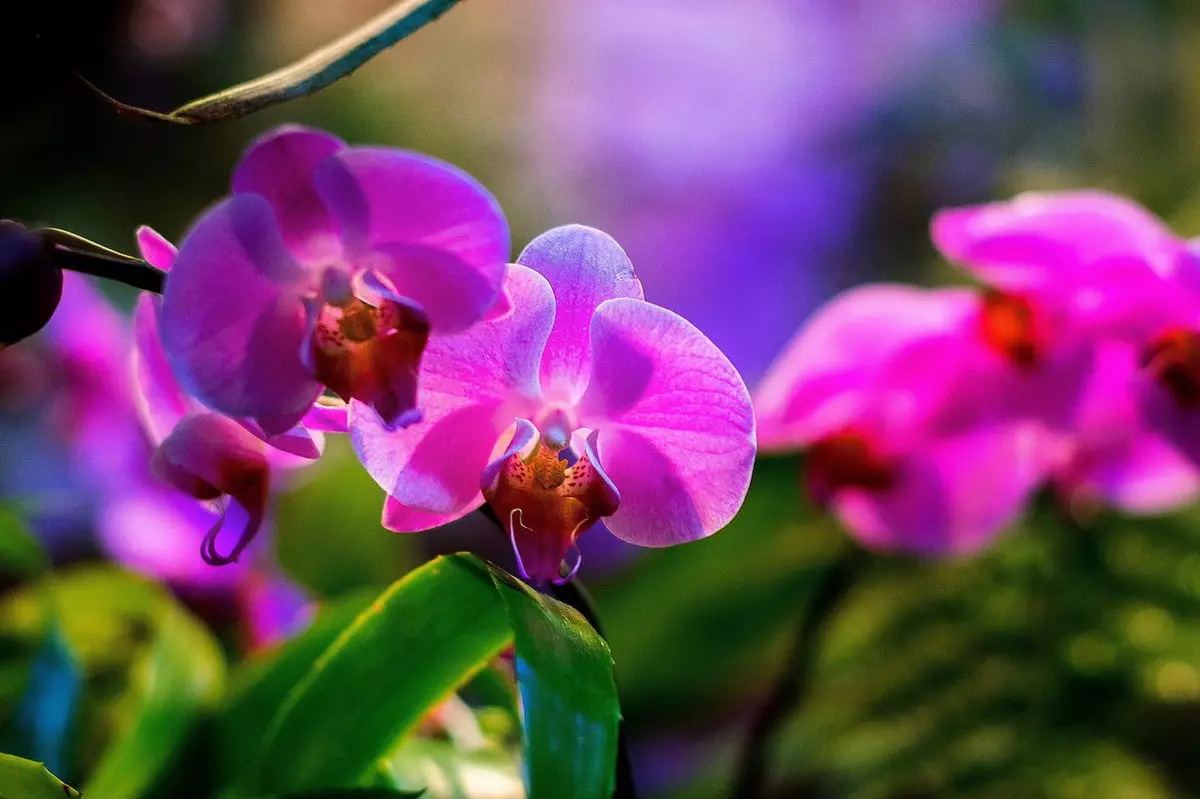 orhidee amenințători, flori cu aromă de brânză și alte minuni Flora: ce să vadă în „Pharmaceutical gobby“ în vacanță