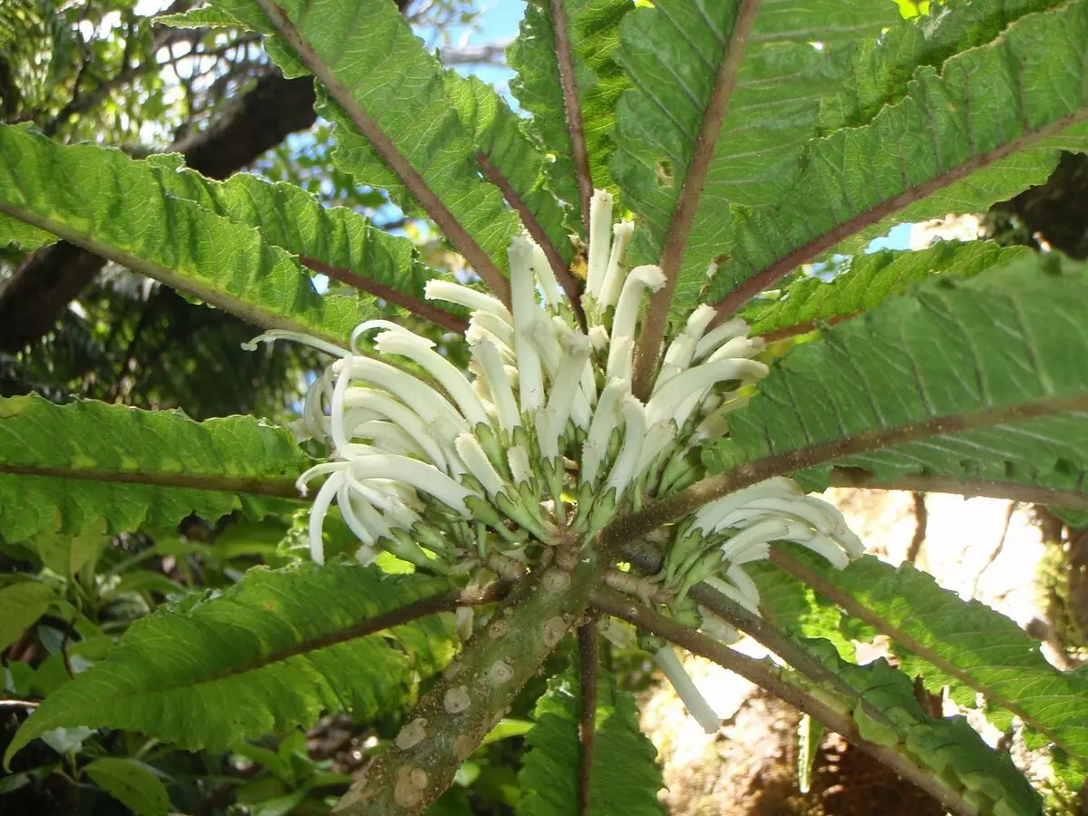 Cyanea Heluensis.
