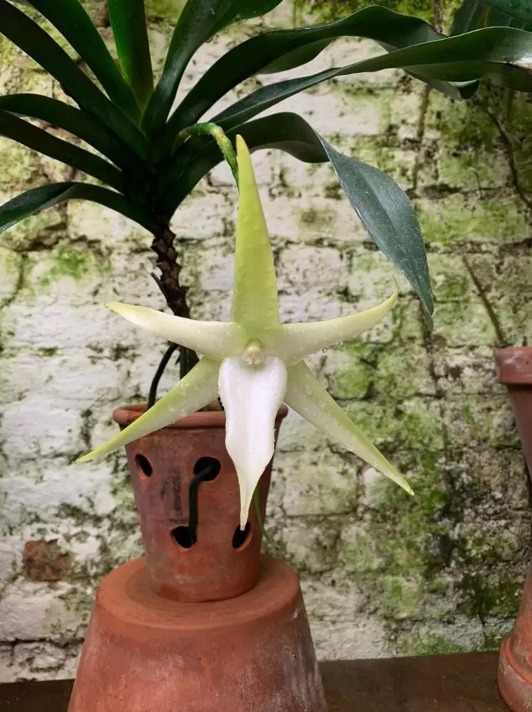 orchid.jpg ។