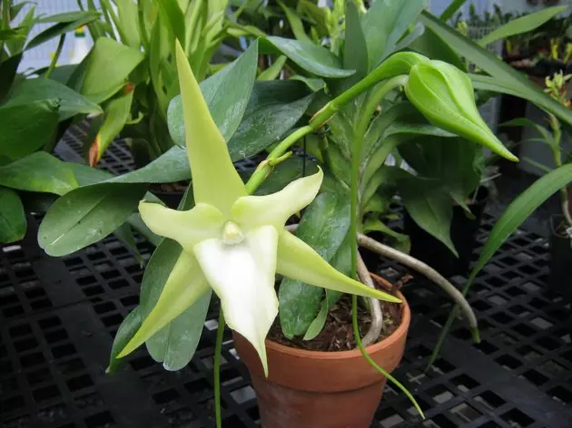 Orkidea1.jpg.