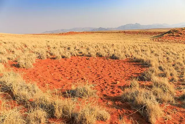 Ilmuwan Rusia telah memecahkan misteri "lingkaran peri" misterius di gurun