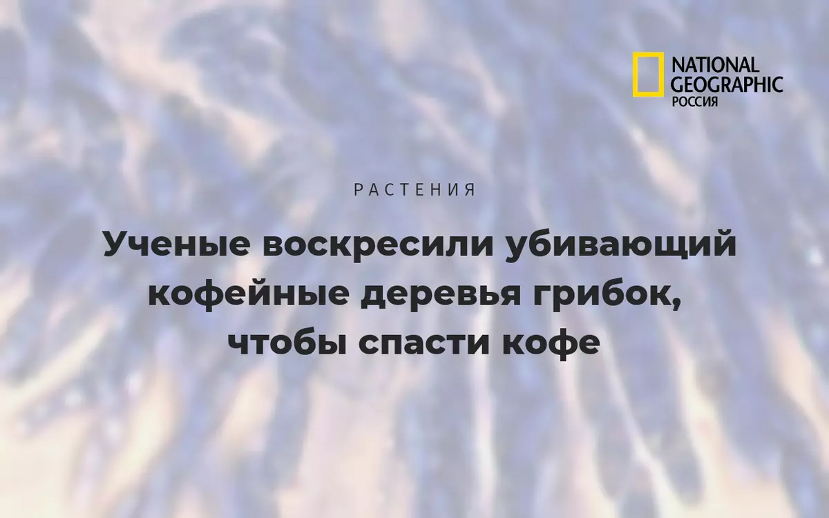 Oamenii de știință au înviat uciderea ciupercii de cafea pentru a salva cafeaua