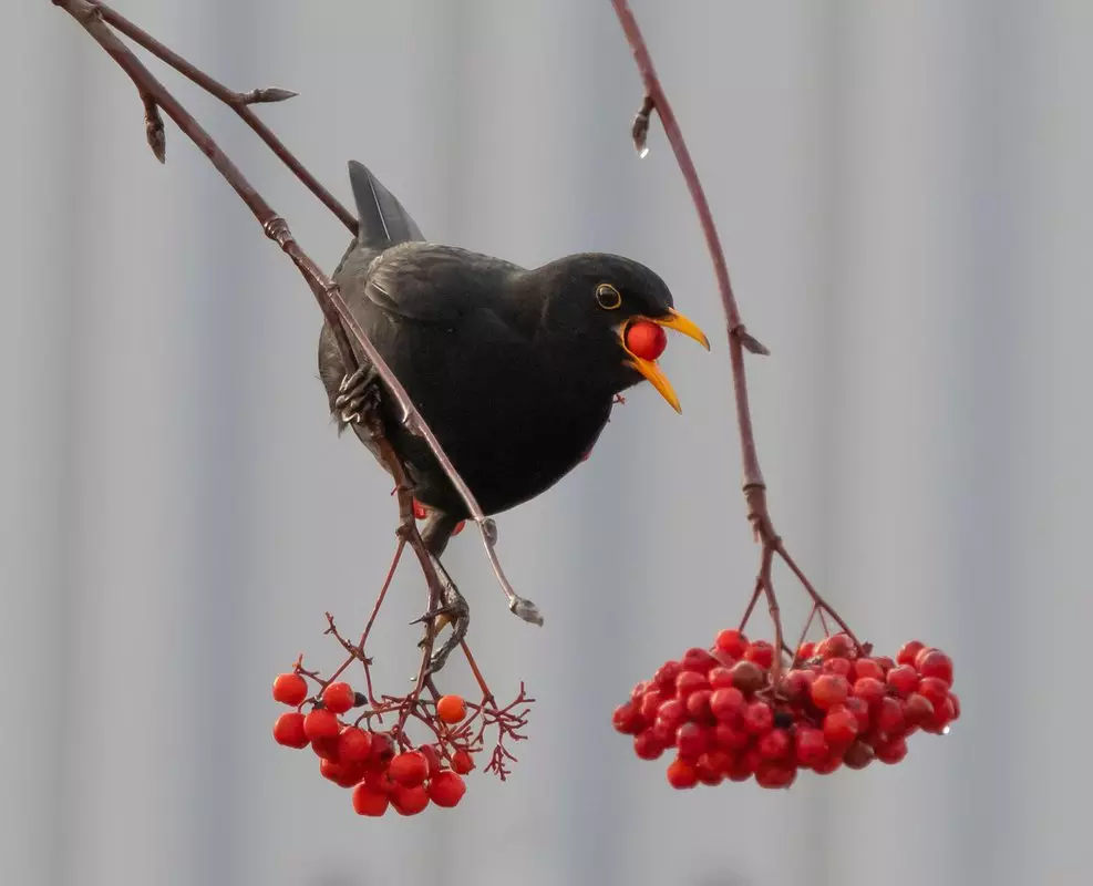 Bird preocupat: com les plantes es mouen cap al nord