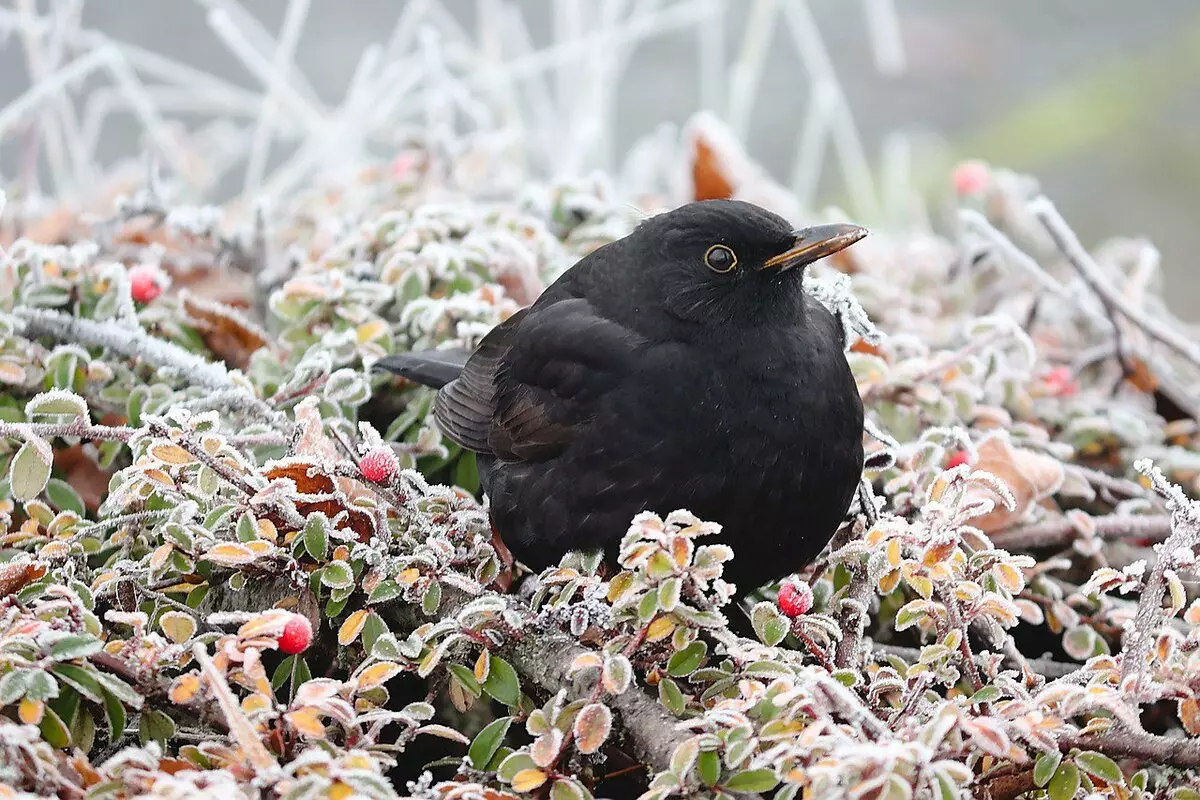 Blackbird-4675637_1280.jpg.