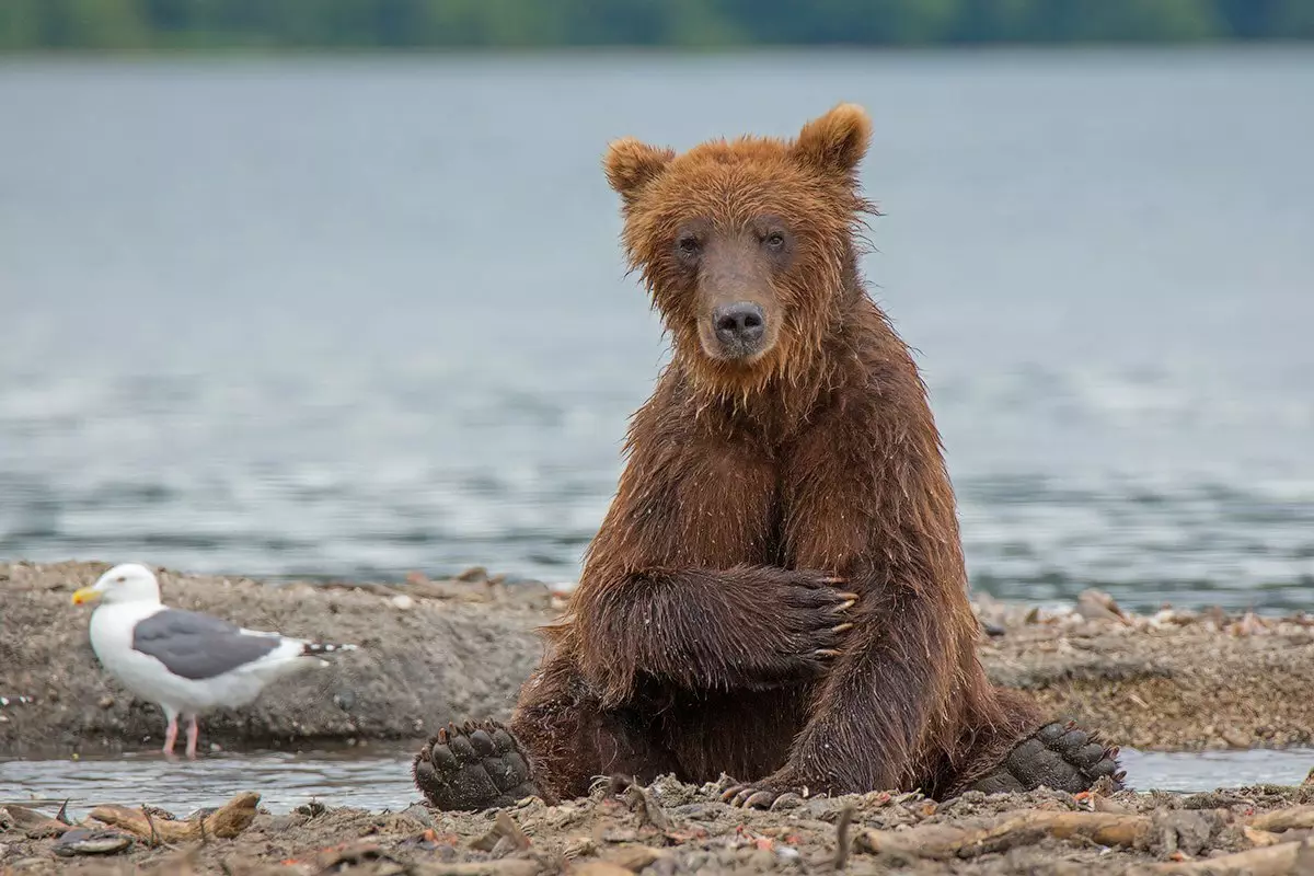 Ανεκτικές αρκούδες - υπερηφάνεια Kamchatka