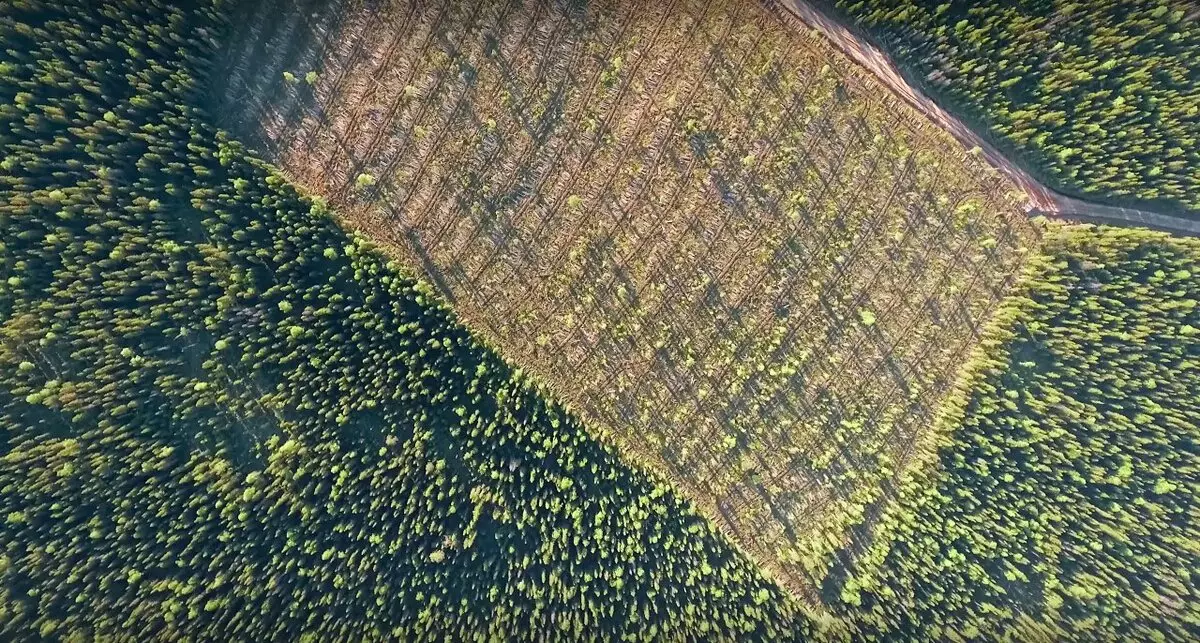 Wat wachtet op de âldste taiga fan Jeropa: 4k fideo