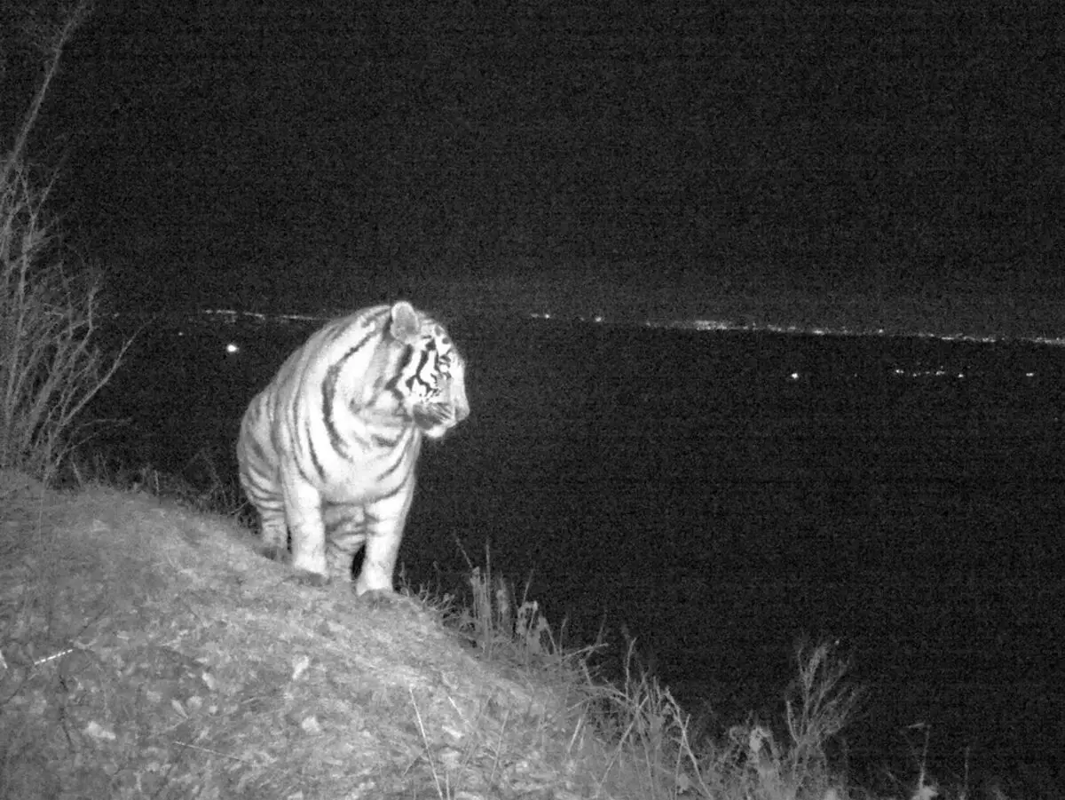 Amur Tiger και Far Eastern Leopard φωτογραφήθηκε κατά της Βλαδιβοστόκ