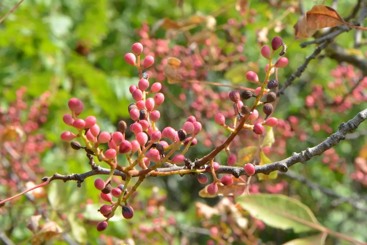 Batali til pistacienødder: I Sevastopol planlægger udvikleren at skære ned en rødfødt lund