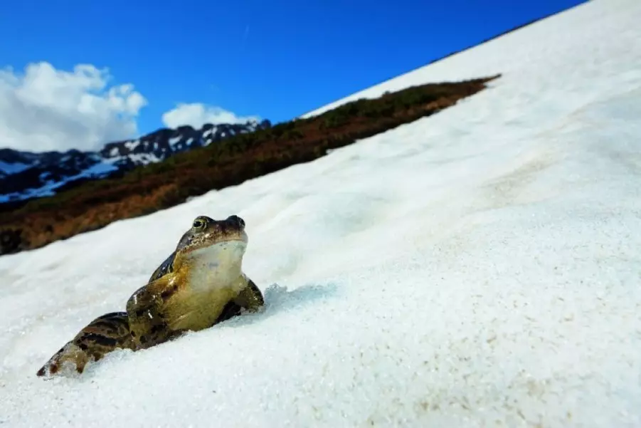 Alpine Frogs