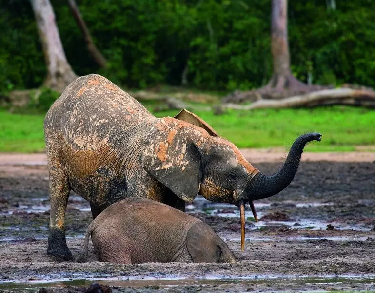 Gajah aku ora weruh