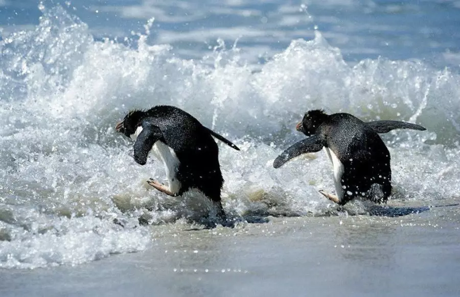 Ingaruka za Penguin