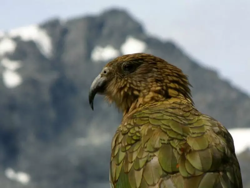 Maayo nga nahimo batok sa mga karnero. Asa ang mga parrots nga makapatay sa usa ka dako nga hayop