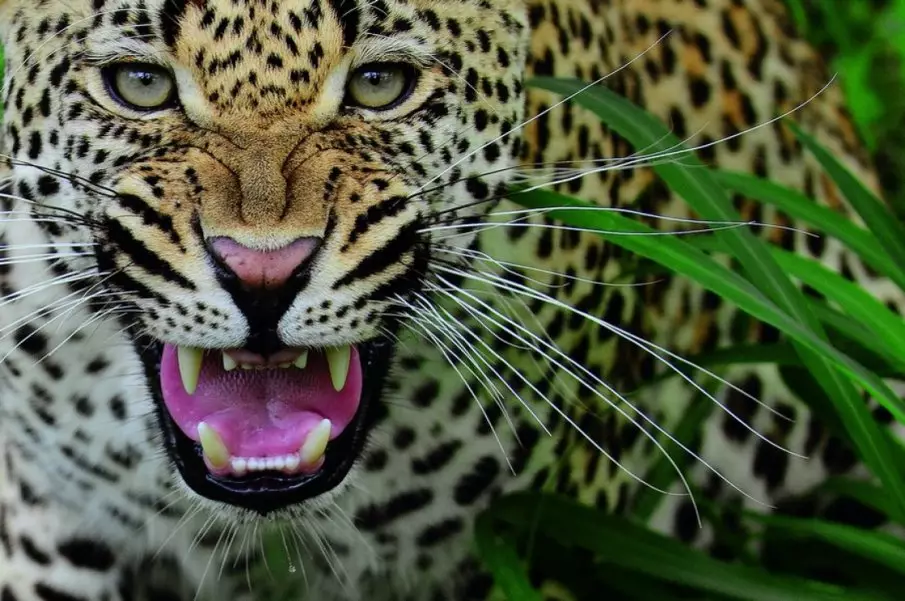 Kamera në leopard