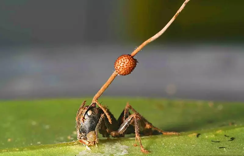 Cordyceps aon-taobhach agus frith-zombies