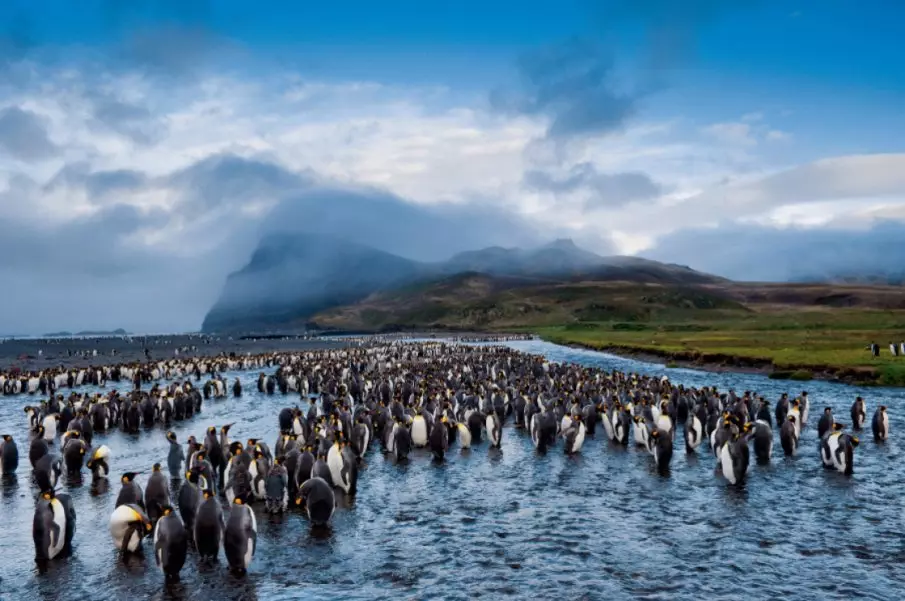 Kings of Antarctica