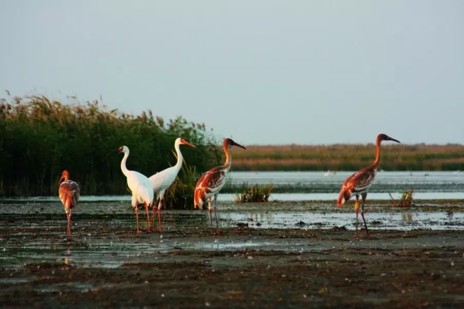 Fly White Cranes