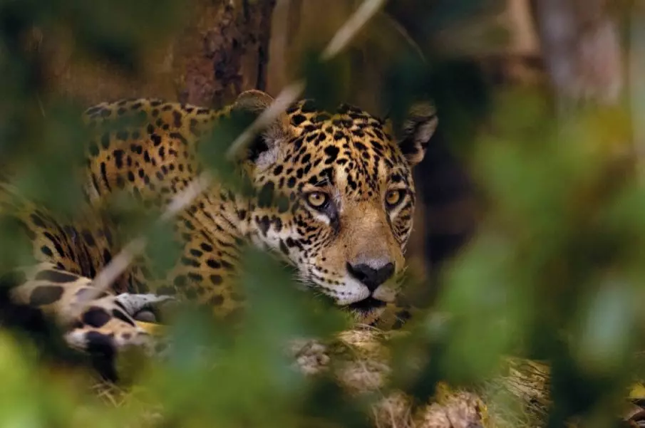 Le long de la piste de Jaguar