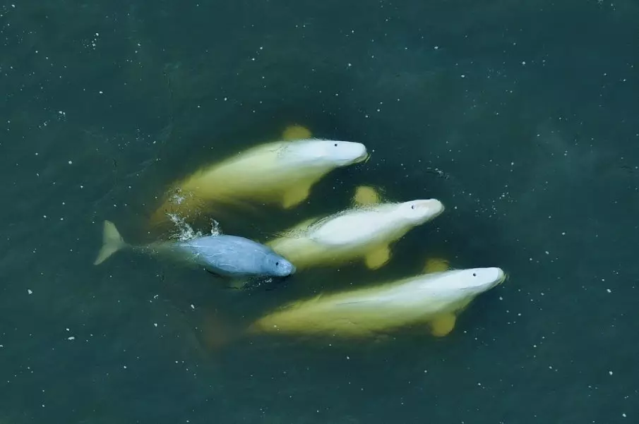 Білухи: північні русалки