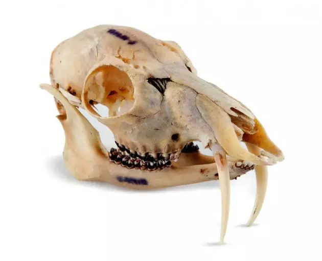 कबर्गी Skull.jpg