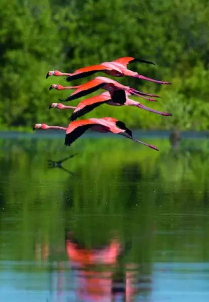 楽園の鳥が生まれている地獄、