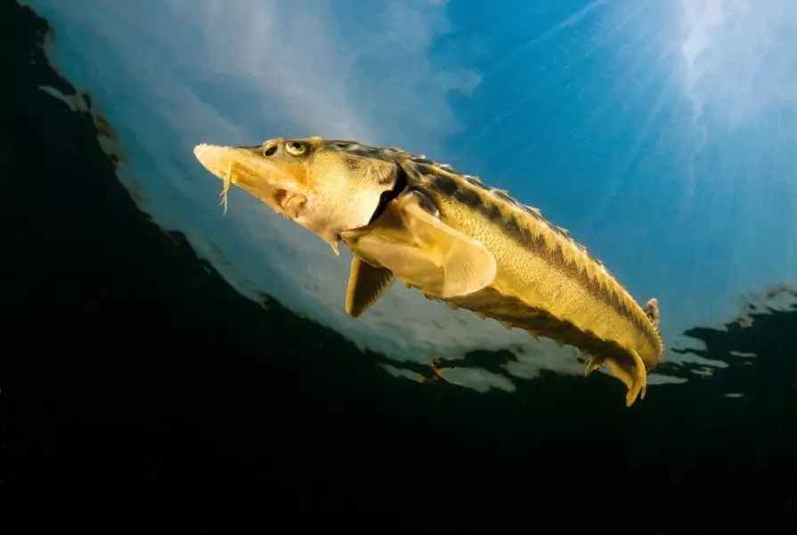 Century Sturgeon.