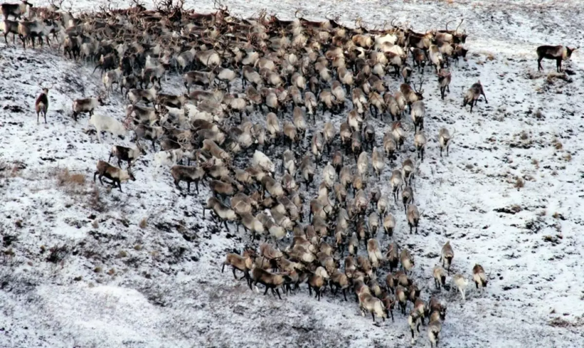 Wild Reineviculture.